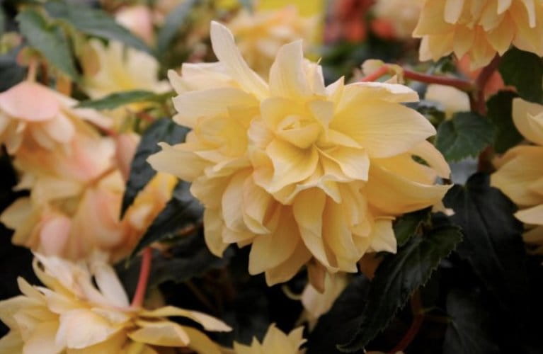 Begonia Belleconia Chardonnay KwiatyWarchal